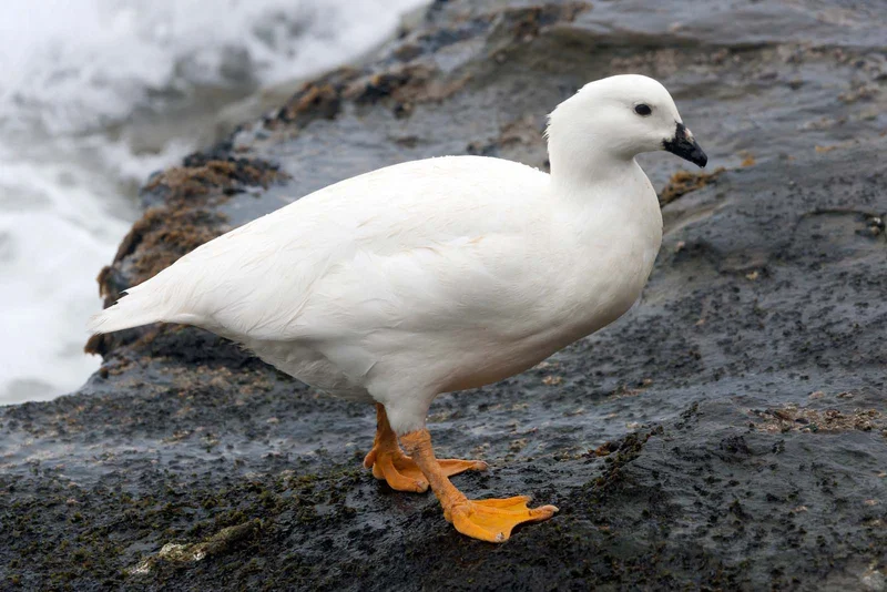 Upland Goose: A Common Sight and Conservation Success in the Falklands